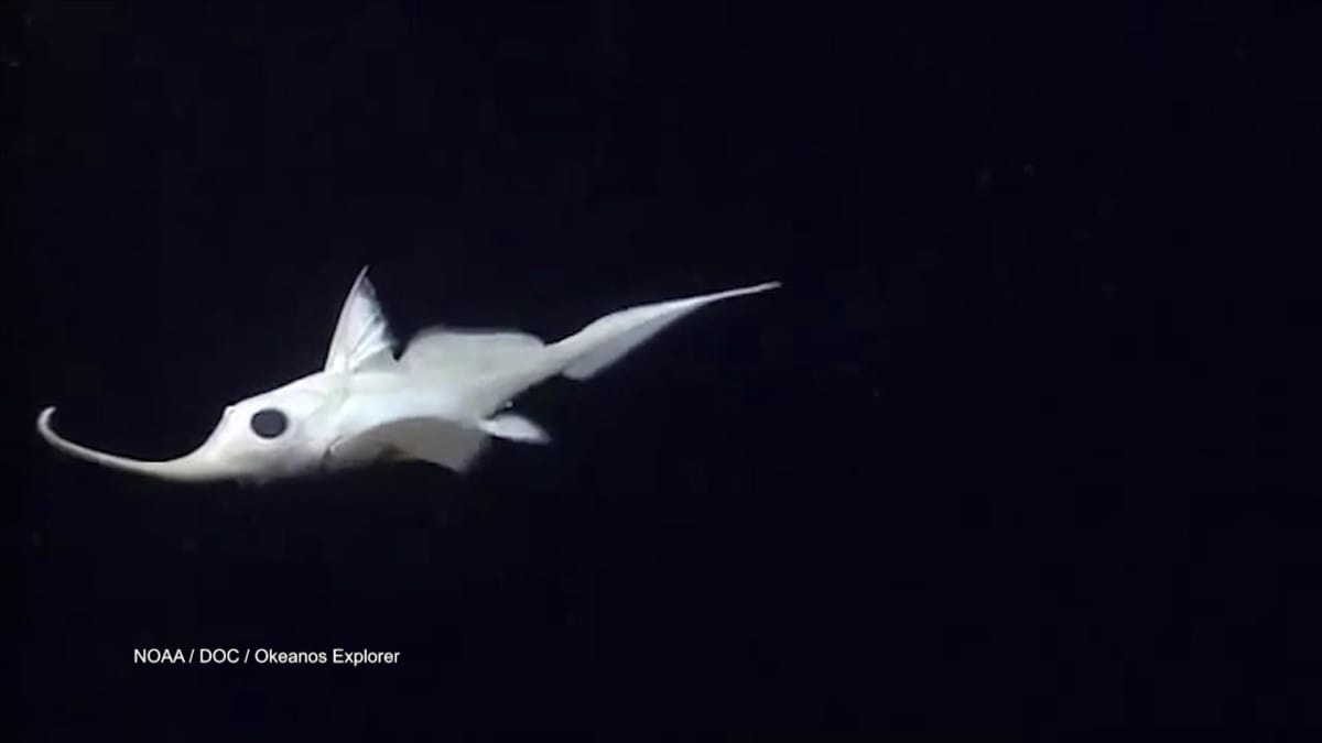 Adorable Deep Sea Fish Has Incredible Eyes - DNews Daily Bite | Animal ...