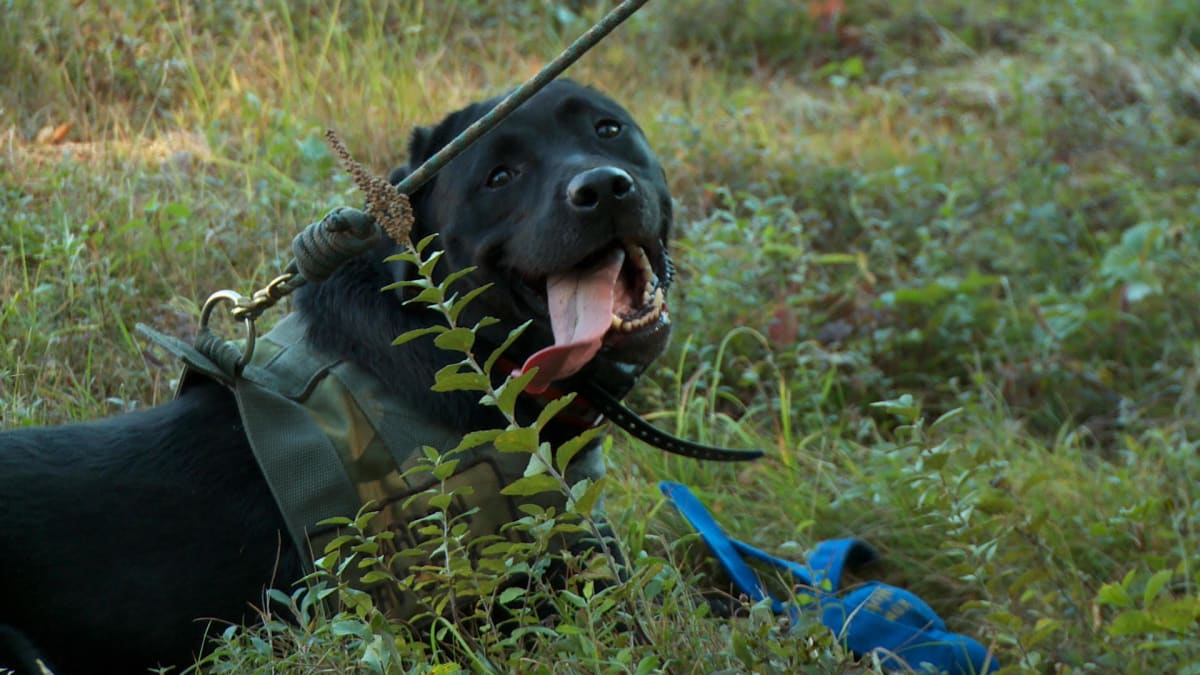 K9 Units Train For Search and Rescue - North Woods Law | Animal Planet