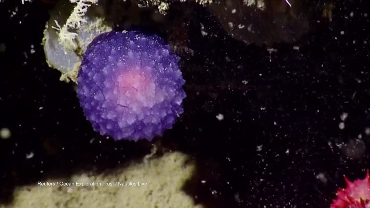 What's This Purple Blob? - DNews Daily Bite | Animal Planet