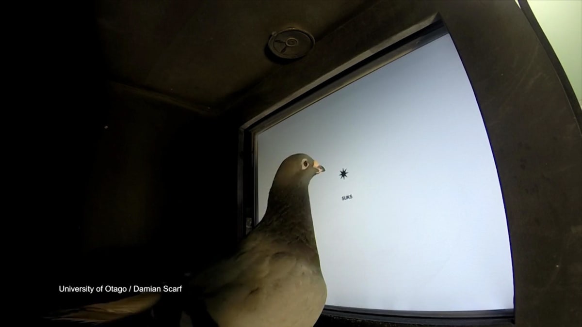 Pigeons Brains are More Impressive than You Think - DNews Daily Bite ...