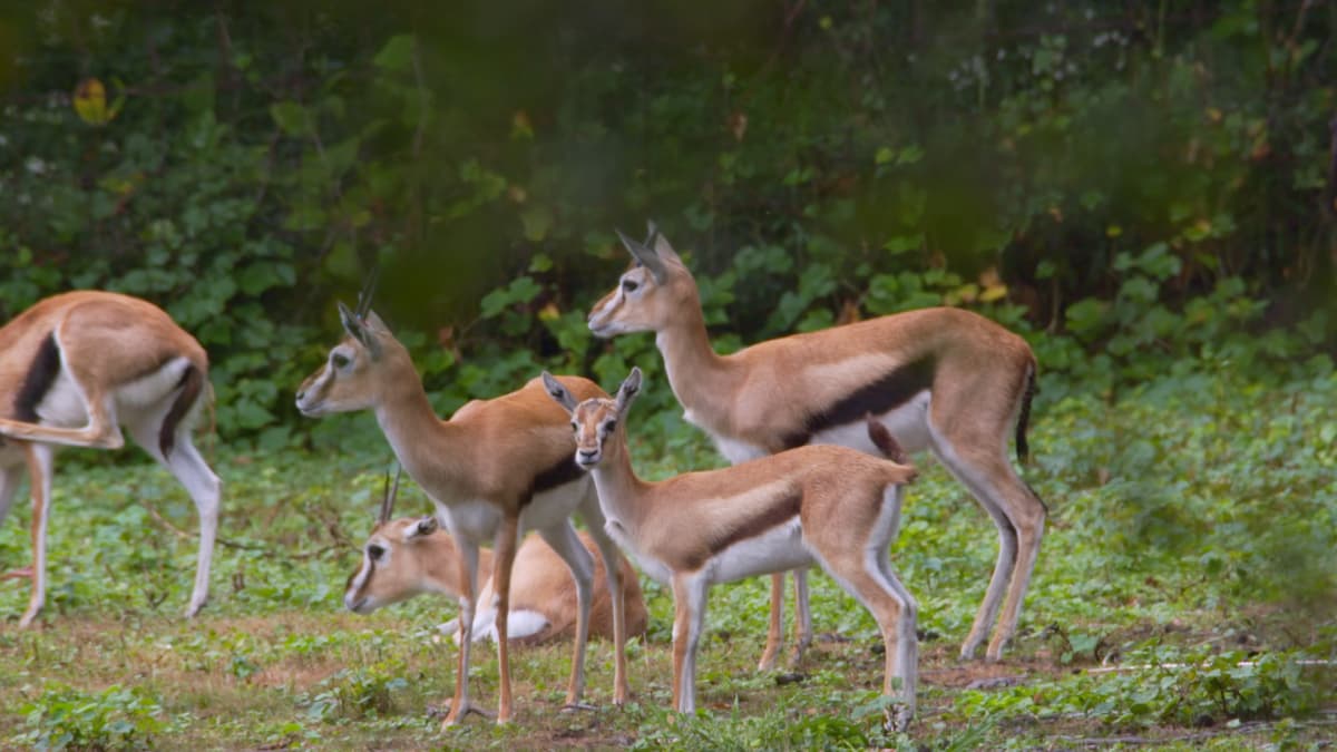 The Littlest Thomson’s Gazelle is Back Where She Belongs - The Zoo ...