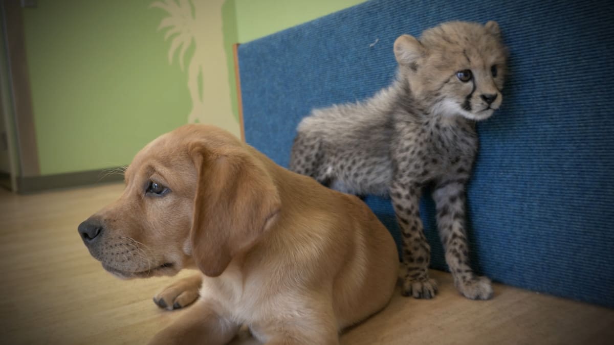 Cheetah and Pups Become Best Friends - The Zoo | Animal Planet