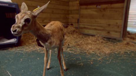 The Zoo | Watch Full Episodes & More! - Animal Planet