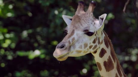 The Zoo | Watch Full Episodes & More! - Animal Planet