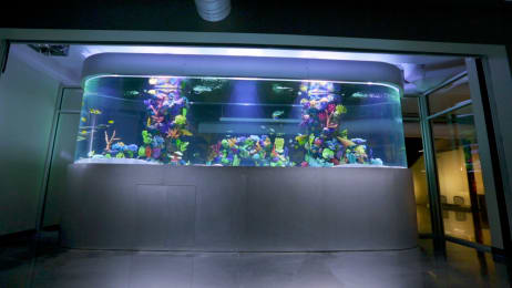 Tanked | Watch Full Episodes & More! - Animal Planet