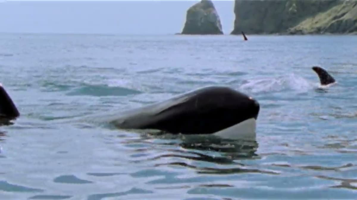 Studying Orcas Up Close - Wild Kingdom | Animal Planet