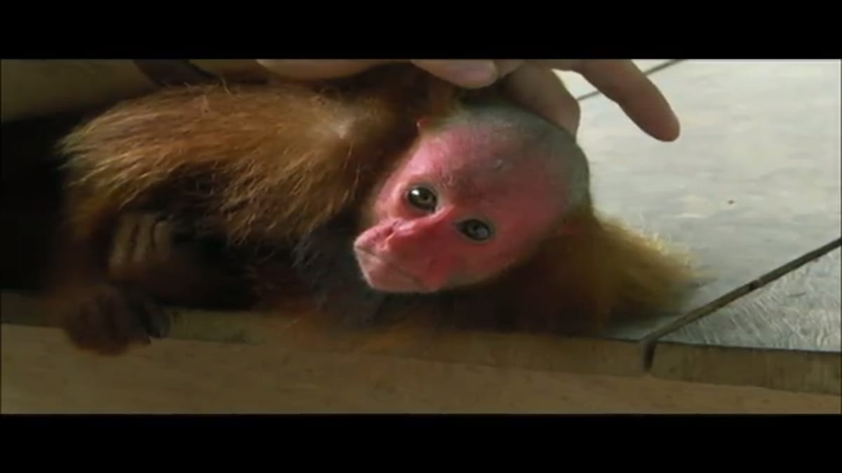 The Uakari Monkey's Red Face - Wild Kingdom | Animal Planet