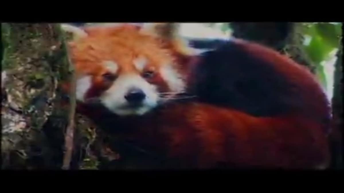 Red Panda Mating Season - Wild Kingdom | Animal Planet