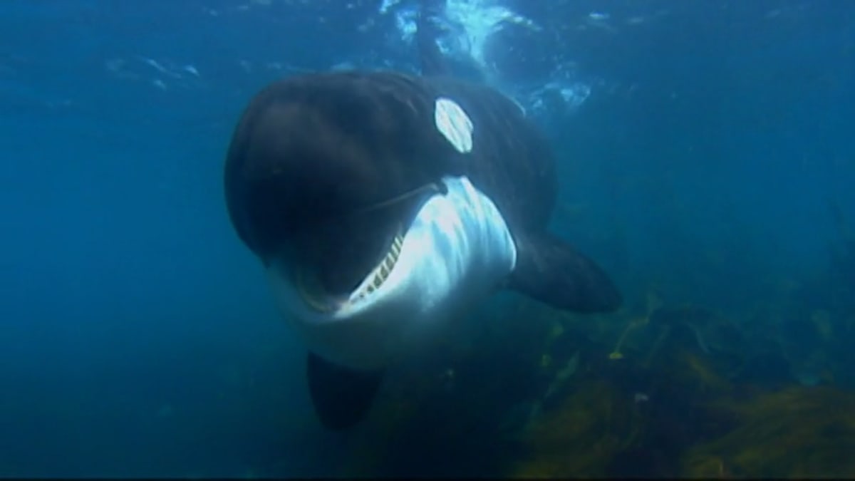 Orcas Communicating - Wild Kingdom | Animal Planet