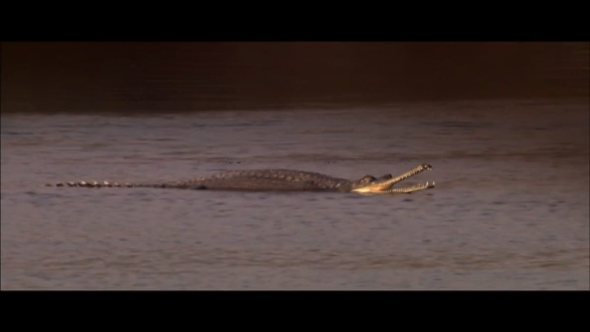 Gharials vs. Mugger Crocodile - Wild Kingdom | Animal Planet