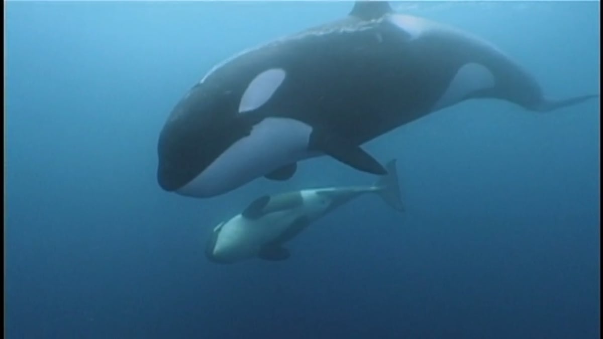 Orca Matriarch - Wild Kingdom | Animal Planet