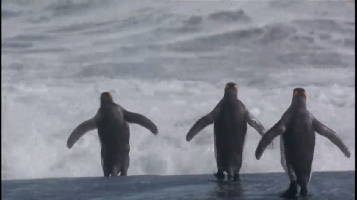 Orcas Hunt King Penguins - Wild Kingdom | Animal Planet
