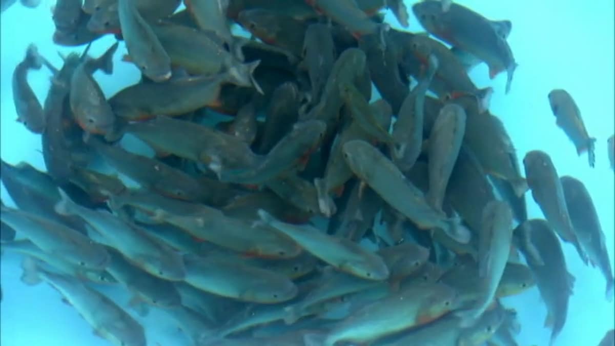 Swimming in a Piranha Pool - River Monsters | Animal Planet