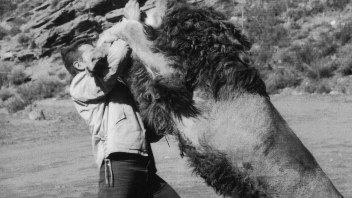 Zamba the Lion Gets Ready for the Camera - Raised Human | Animal Planet