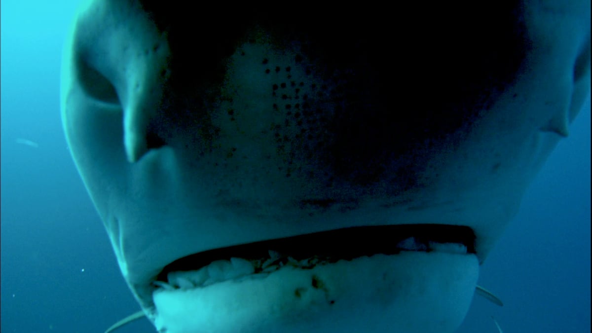 Shark Bloopers | Shark Week