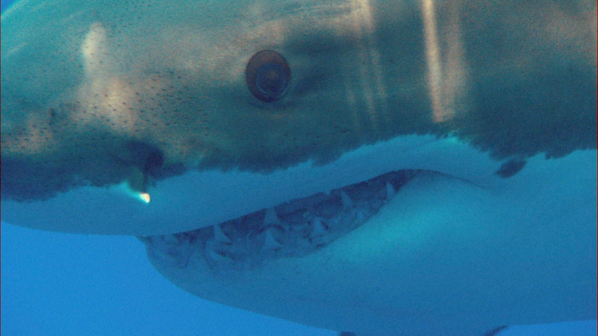 Shark Attack Turns Surfer into Prey - I Was Prey | Animal Planet