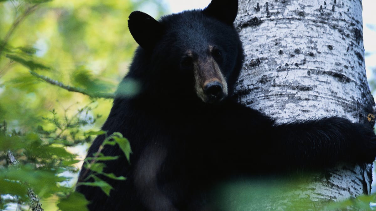 Night Stalker | I Was Prey