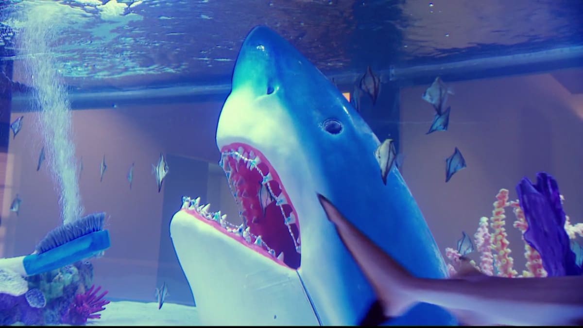 Fish Out of Water | Tanked