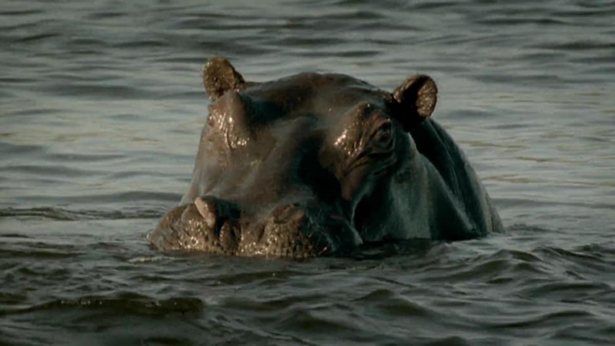 Killer Hippo - Fatal Attractions | Animal Planet