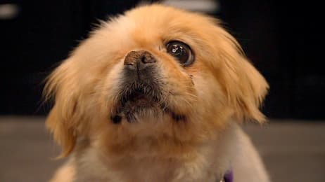 Saluki - Dogs 101 | Animal Planet