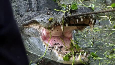 Sex And The Single Gator | Swamp Brothers