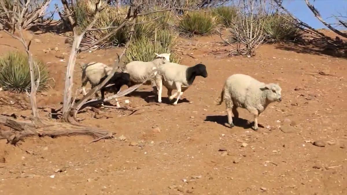 Sheep Stampede | Wild Jobs