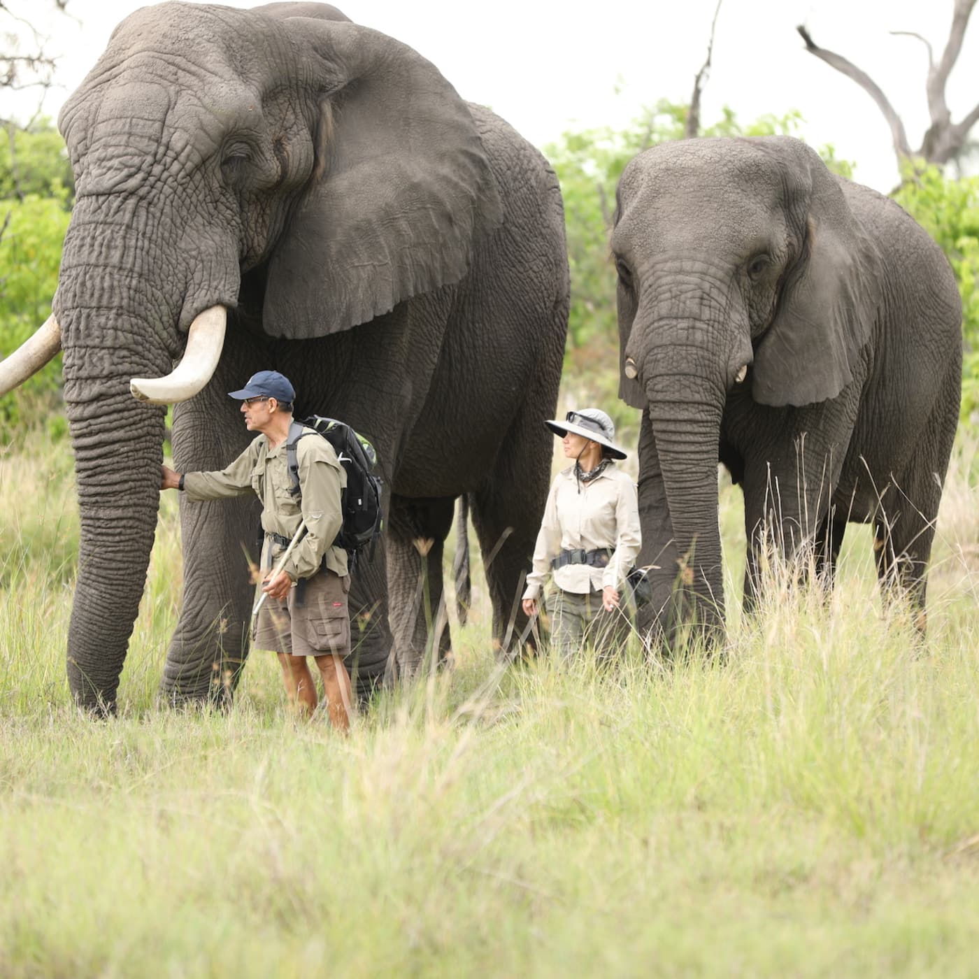 Dodo Heroes | Watch Full Episodes & More! - Animal Planet