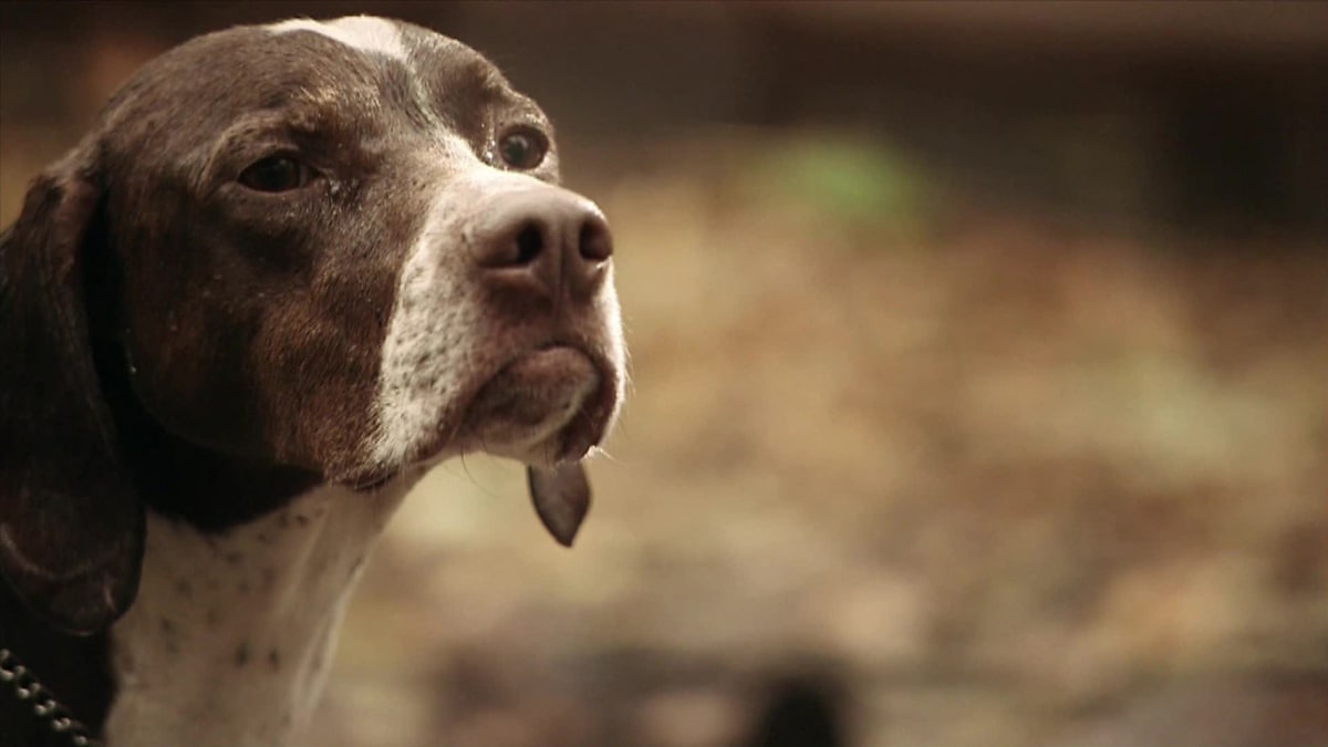 Judy the POW Dog and More | Mysteries at the Museum