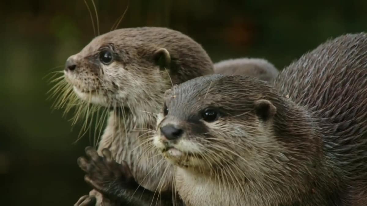 Antisocial Otters | The Secret Life Of The Zoo