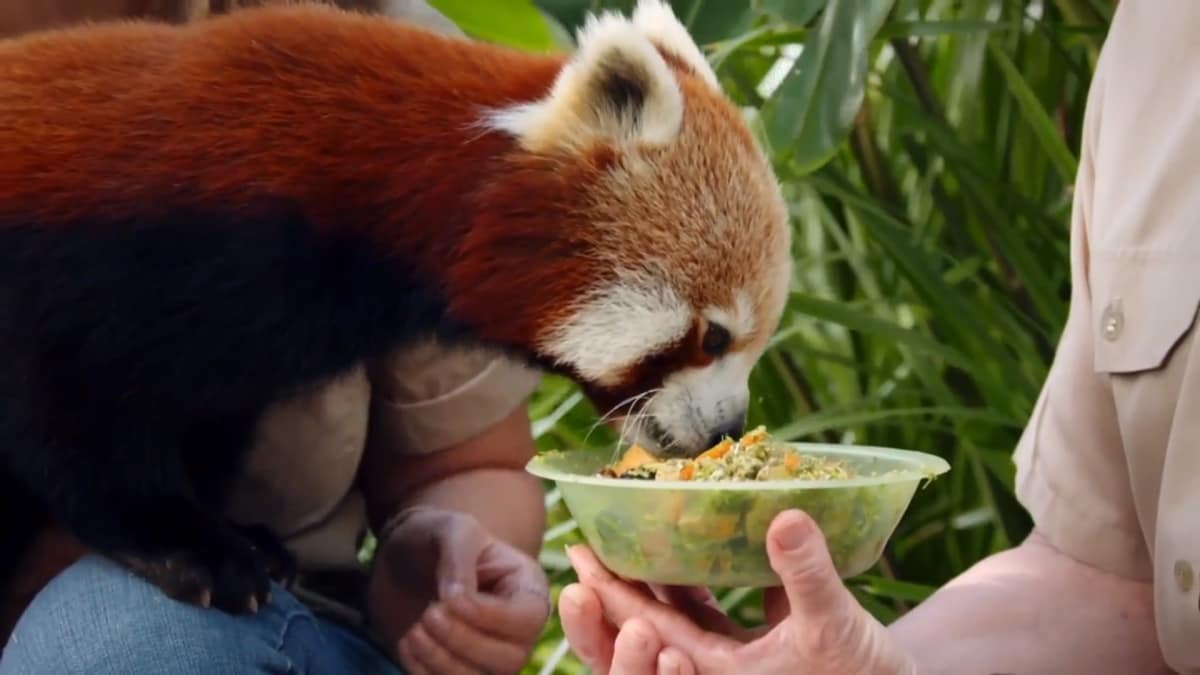 Ravi the Red Panda | Wild Times