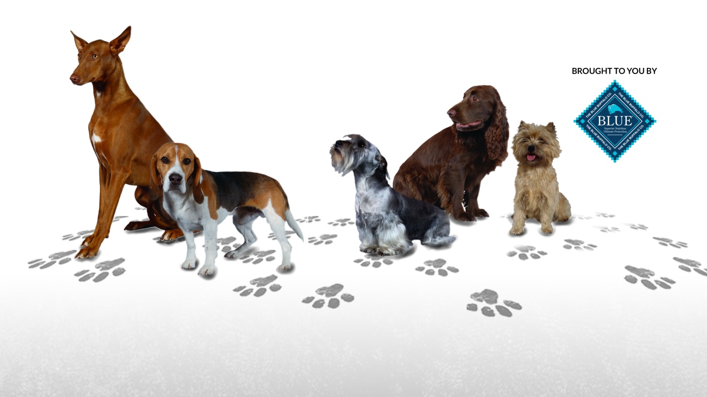 Animal Planet - Official Site