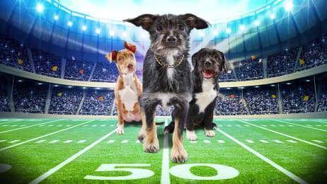 Animal Planet Shows - Watch Now for FREE!