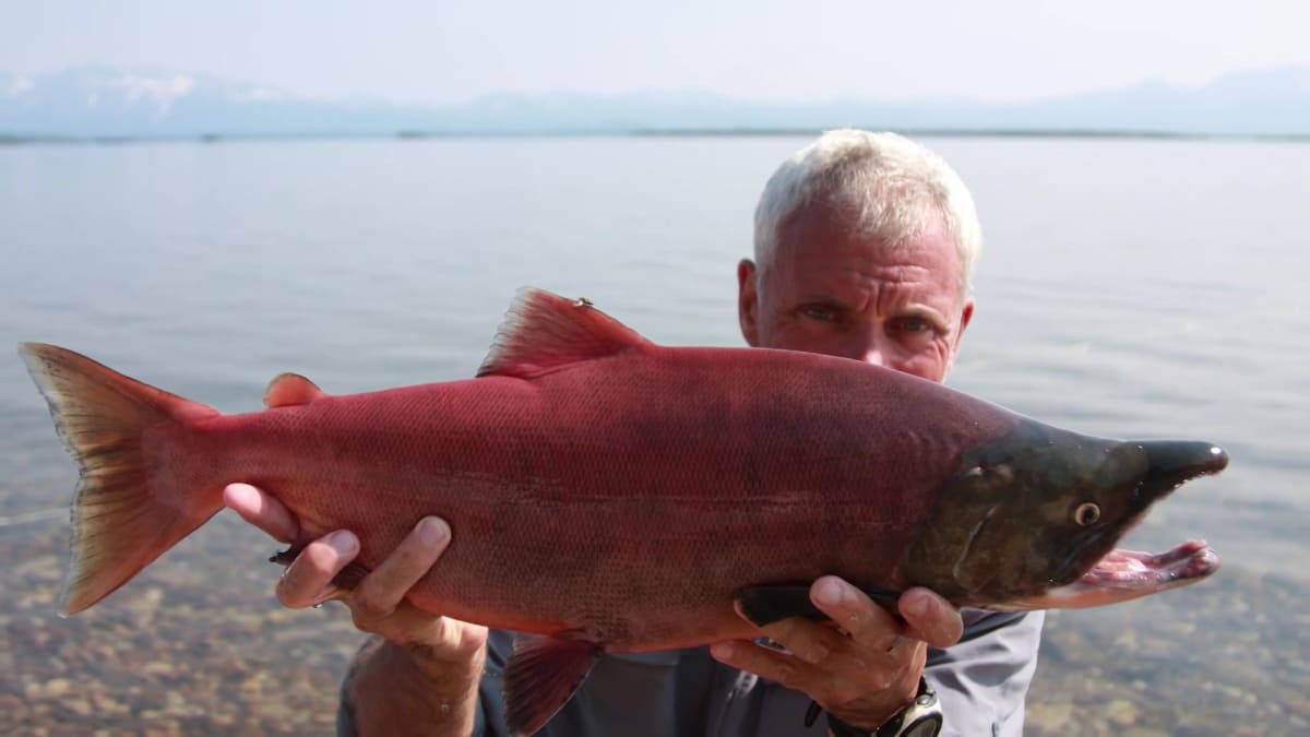 Queensland Grouper Jeremy Wade How To Catch A Goliath Tigerfish