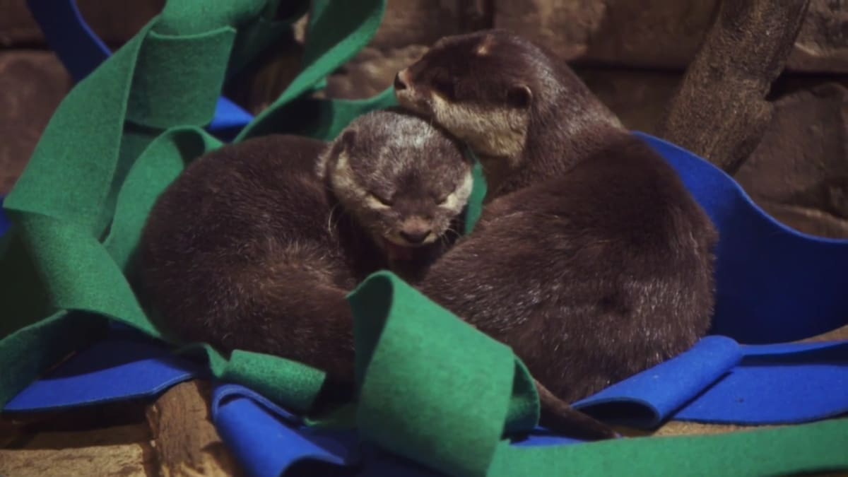 Otter Tale | The Aquarium