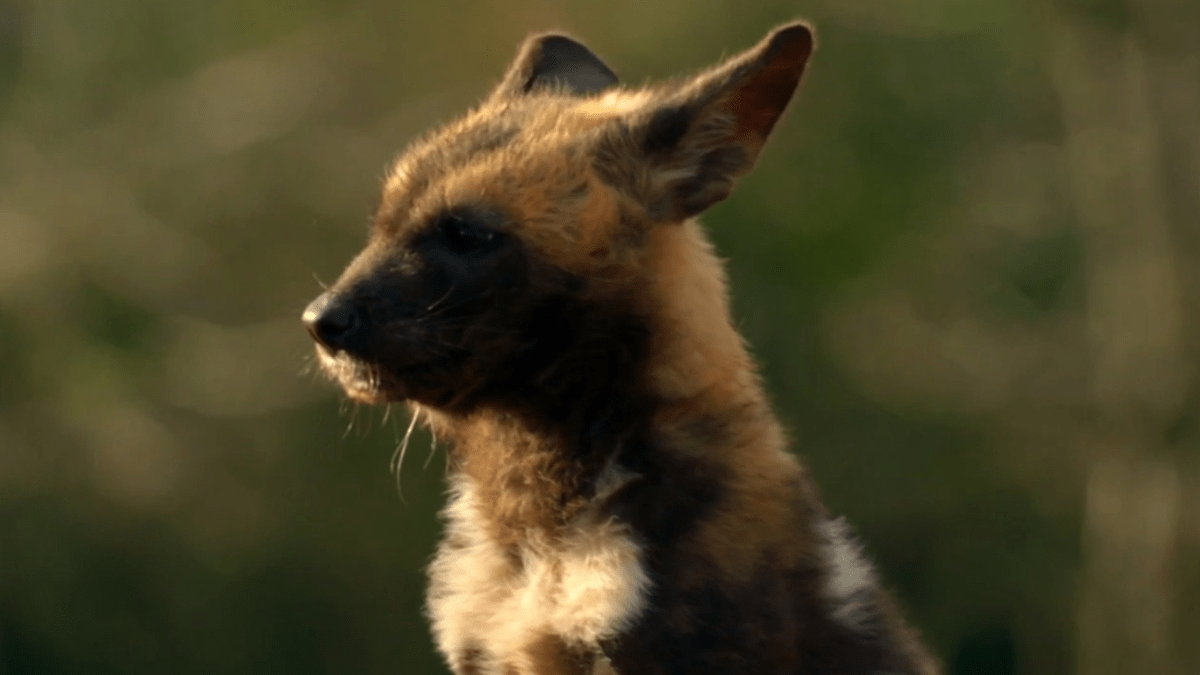 Runt of the Litter | The Secret Life of the Zoo