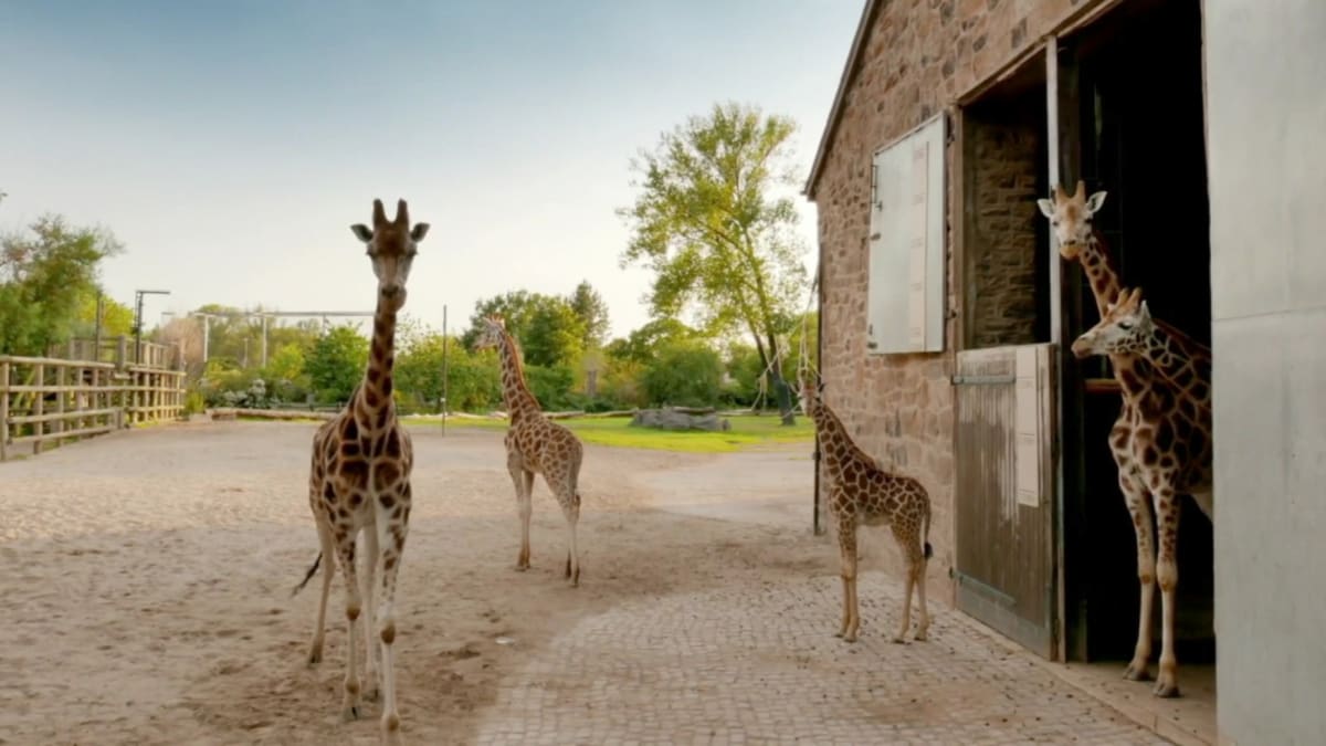 Giraffe Moving Day | The Secret Life of the Zoo
