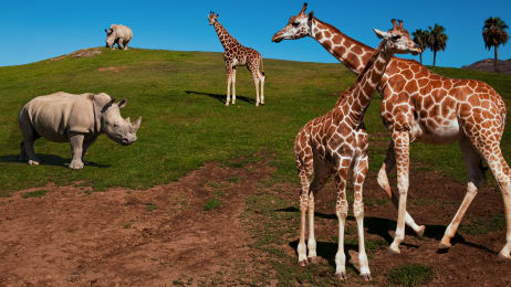 Animal Planet Shows - Watch Now for FREE!