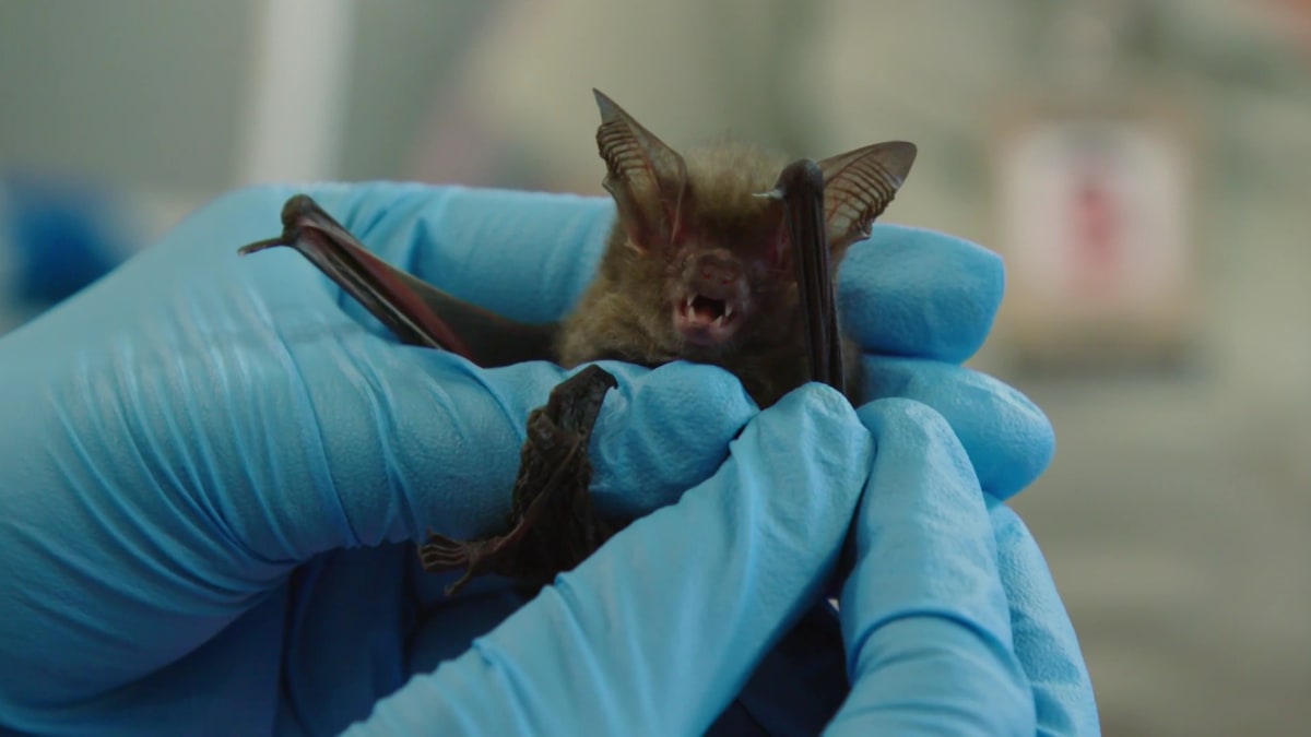 Microbat Rescued from Australia Home | Crikey It's the Irwins: Robert ...