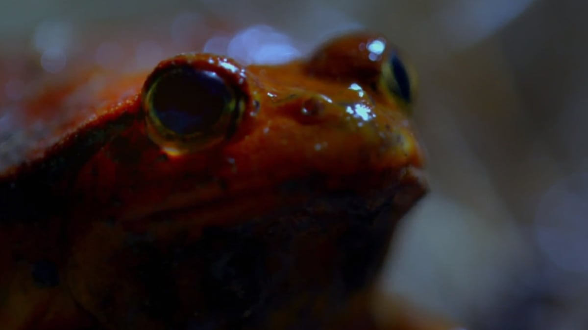 Alien Amphibian | Little Giants