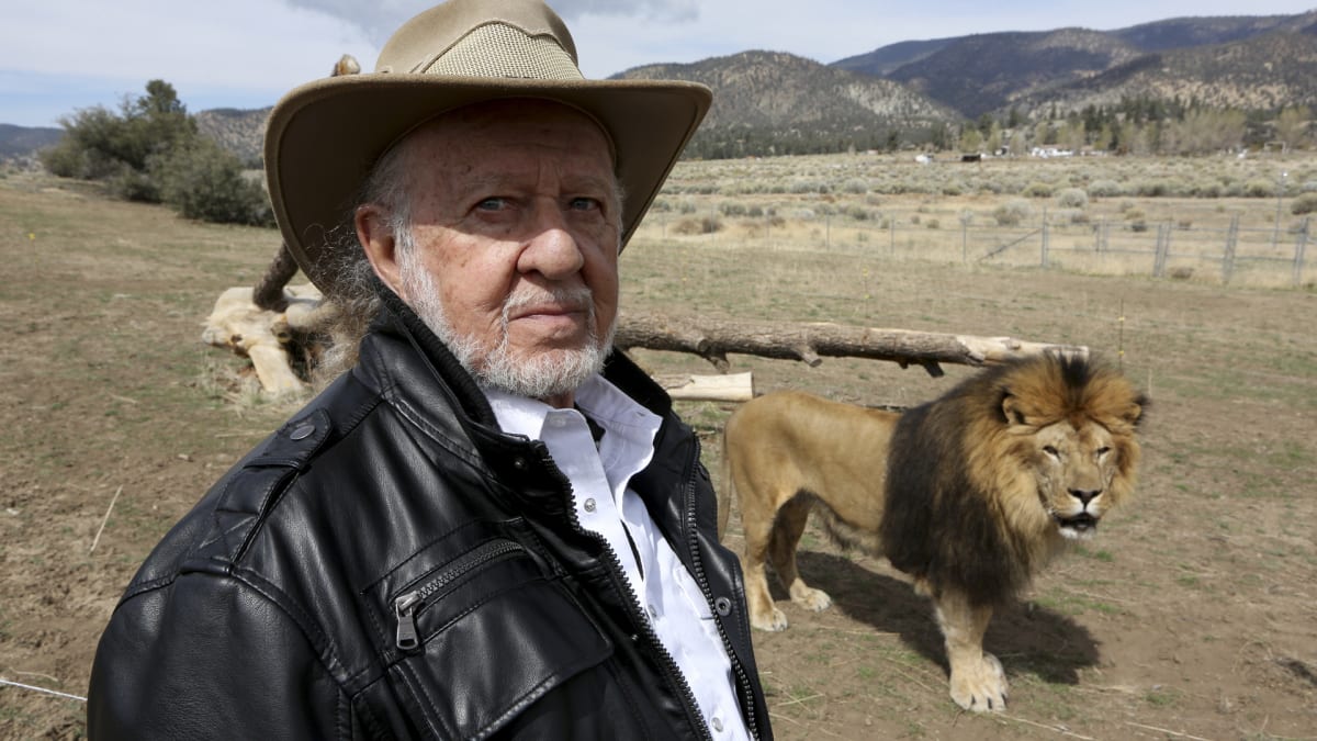 Zamba the Lion | Raised Human