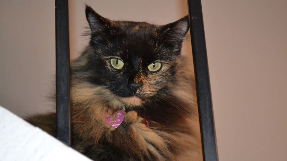 Macho Cat | My Cat From Hell