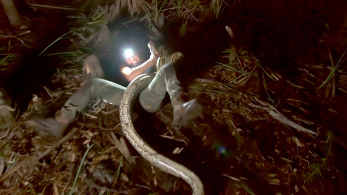 Snake Bait | Guardians of the Glades