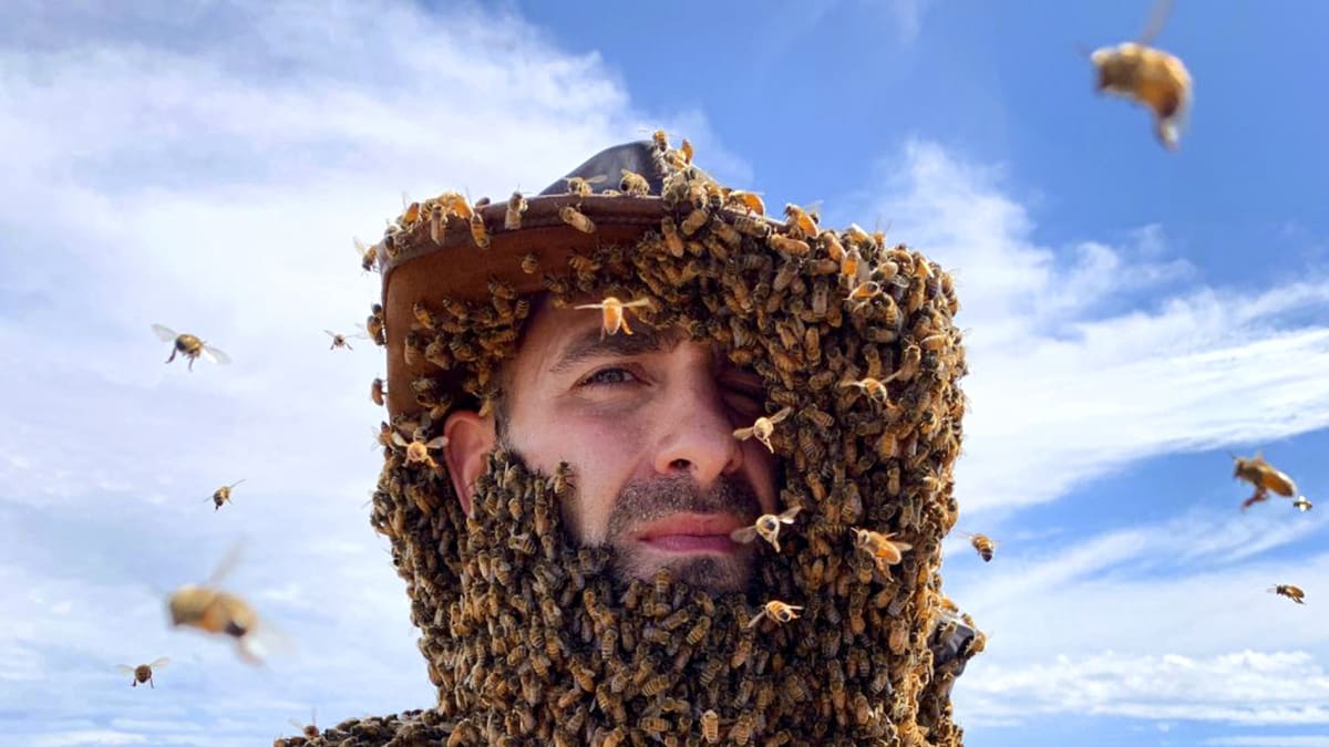 Swarmed by Killer Bees | Coyote Peterson: Brave the Wild