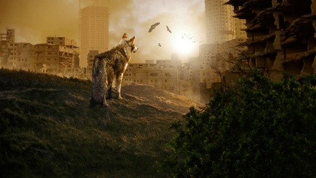 Animal Planet Shows - Watch Now for FREE!