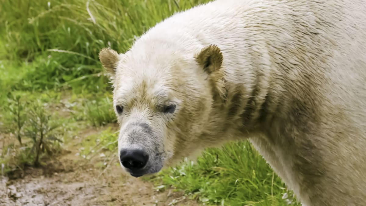 Animal Uprising | Mysteries of the Abandoned: Animal Uprising