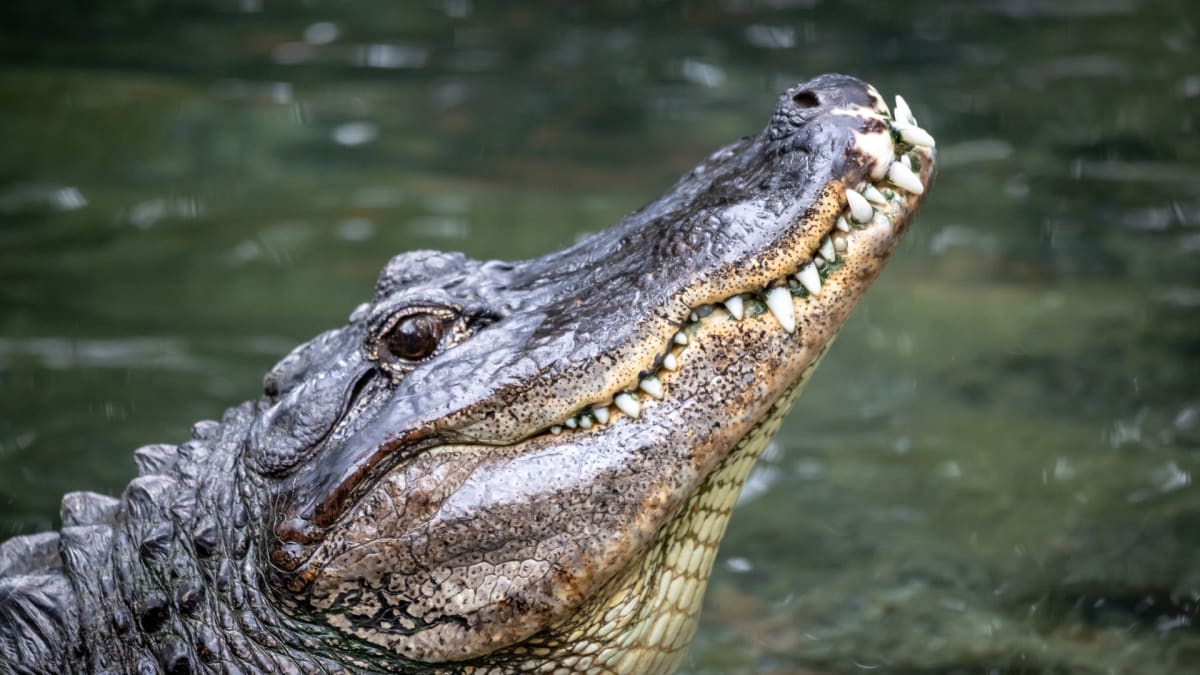 Charlie | The Crocodile Hunter's Croc Files